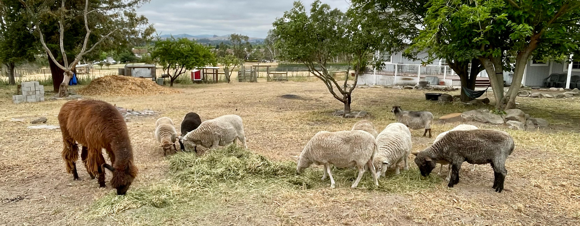 About Us – Mustang Acres